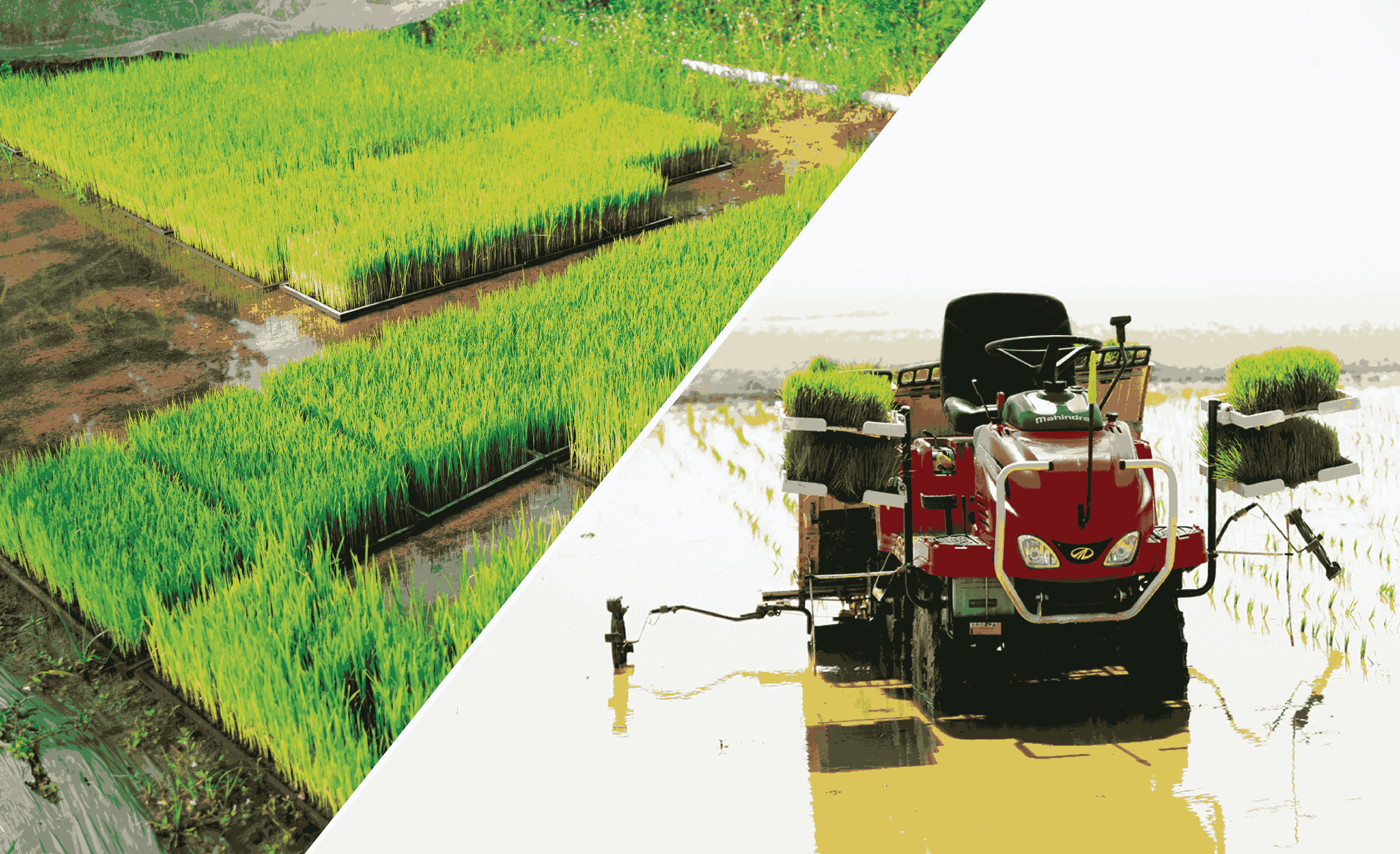 Rice planter store